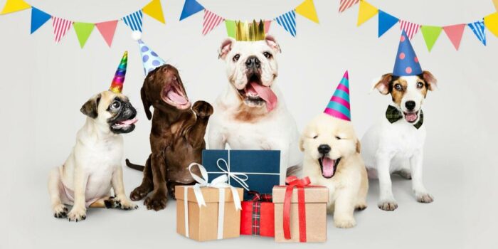 Puppy Party 101: A Step-by-Step Guide to Hosting a Dog Playdate ...