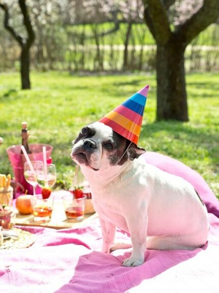 Puppy Party 101: A Step-by-Step Guide to Hosting a Dog Playdate ...